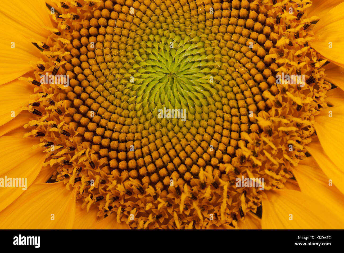 Middle of Sunflower Close-Up Stock Photo - Alamy