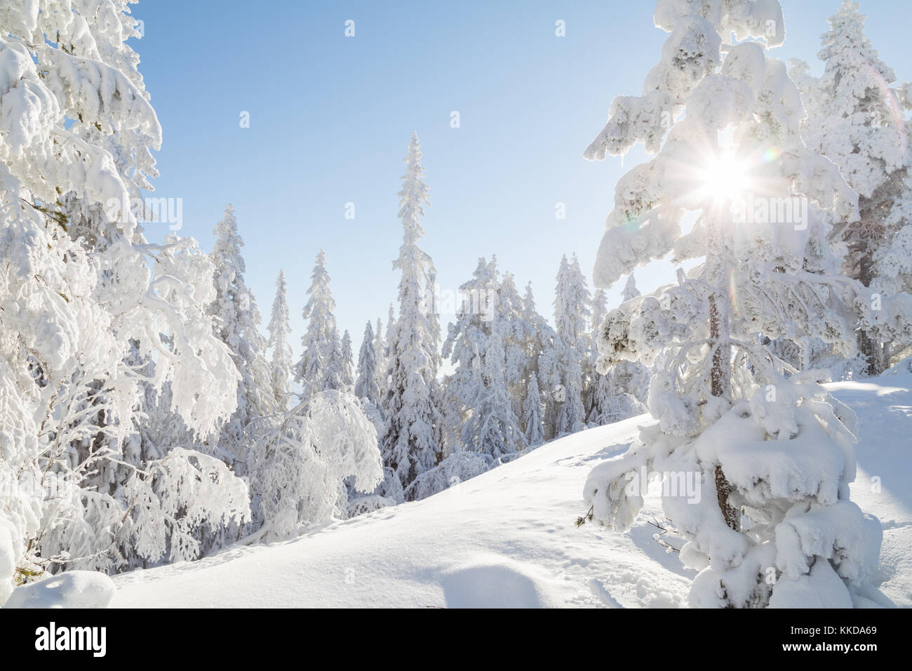 Trees heavy with snow and a sun starburst Stock Photo - Alamy