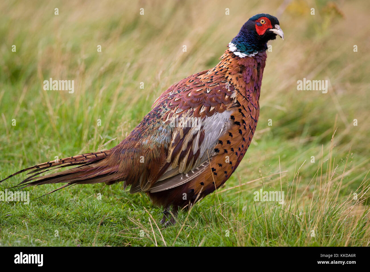 Common pheasent hi-res stock photography and images - Alamy