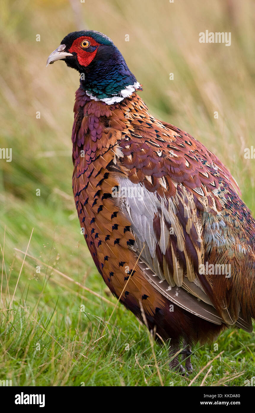 A Male Common Pheasant ( Phasianus colchicus) in the Scottish Highlands ...