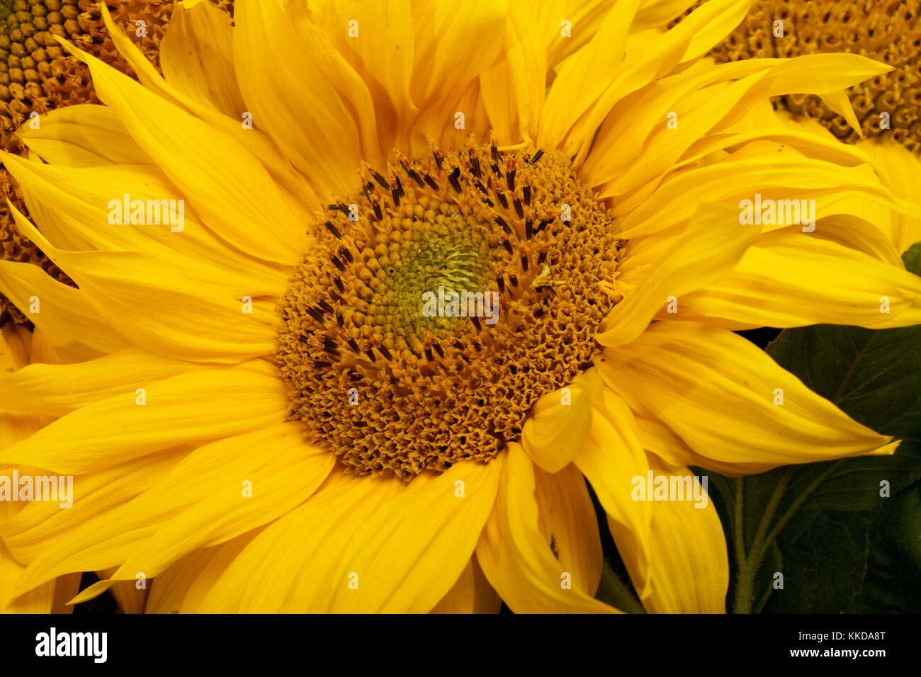 Middle of Sunflower Close-Up Stock Photo - Alamy