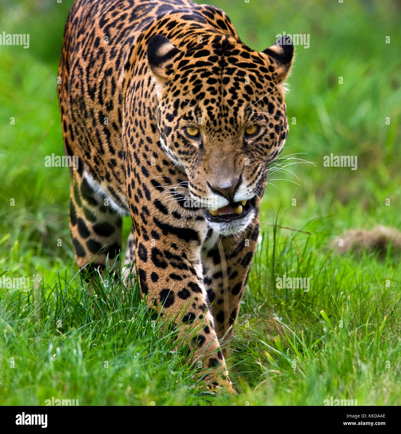 Jaguar (Panthera onca) - a mammal of the Felidae family and one of four ...