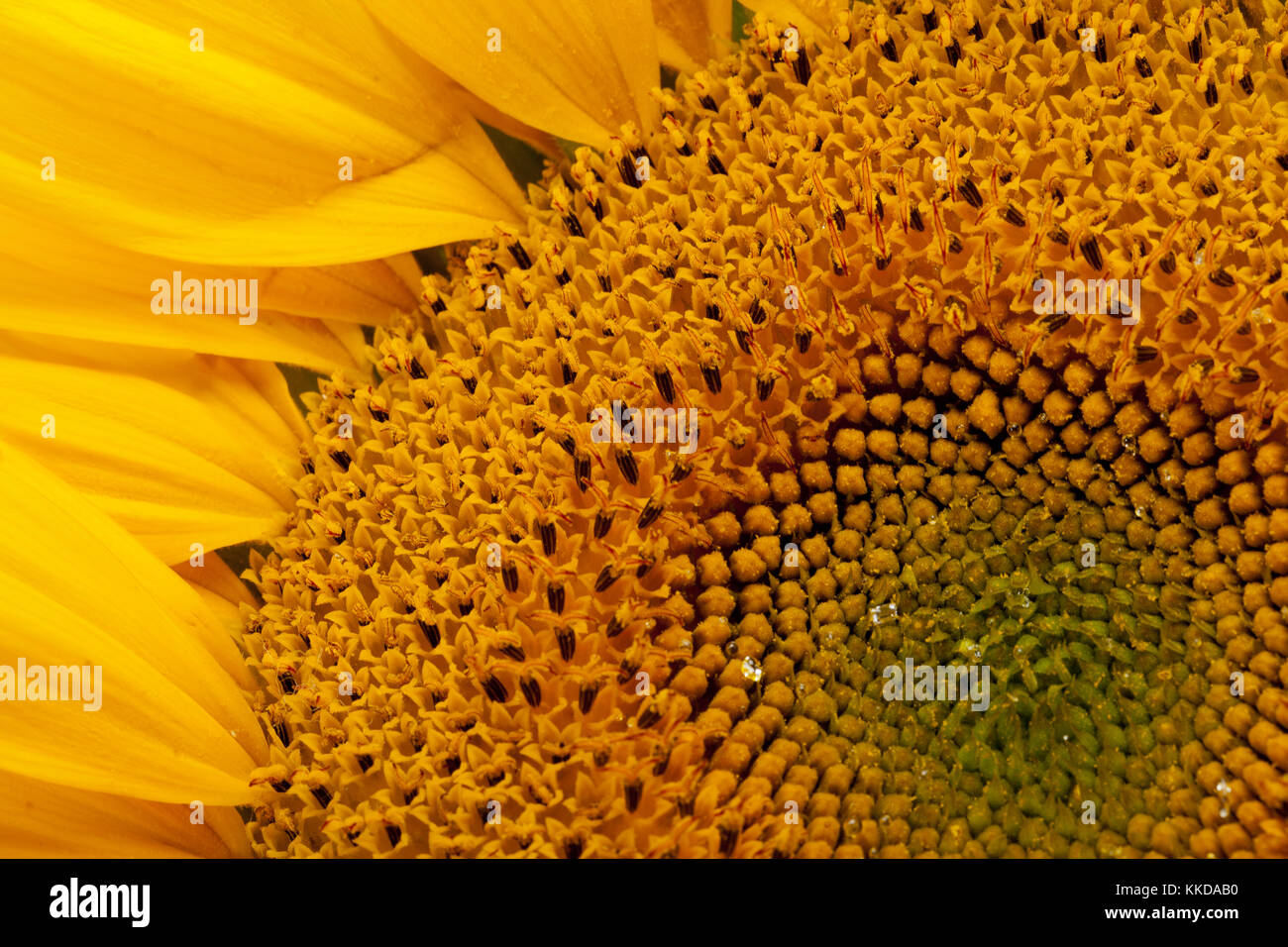 Middle of Sunflower Close-Up Stock Photo - Alamy