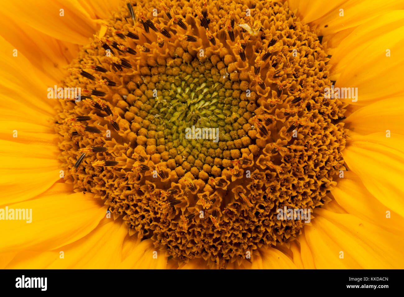 Middle of Sunflower Close-Up Stock Photo - Alamy