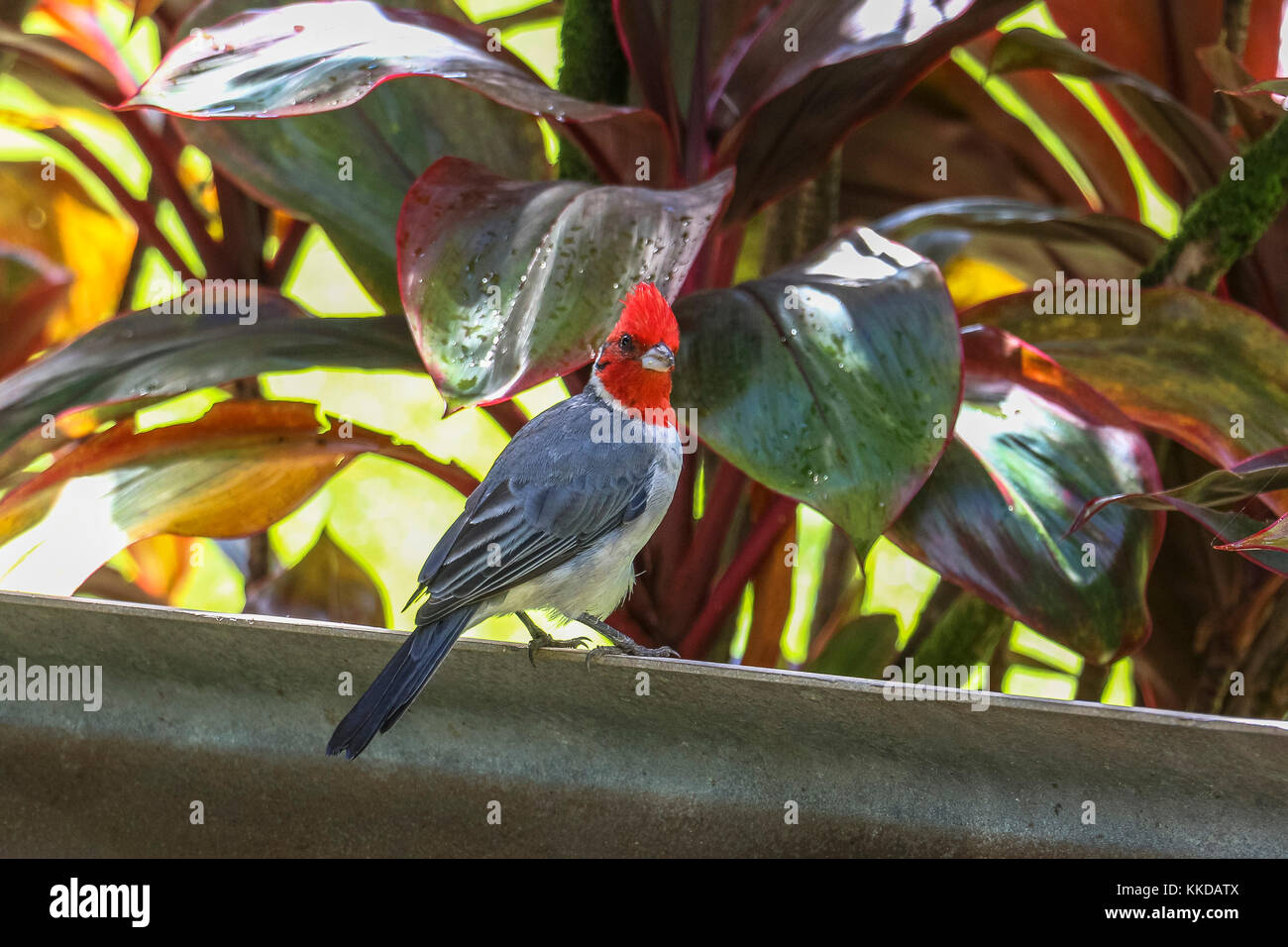 Tropical colourful red bird on Maui island on Hawaii Stock Photo - Alamy