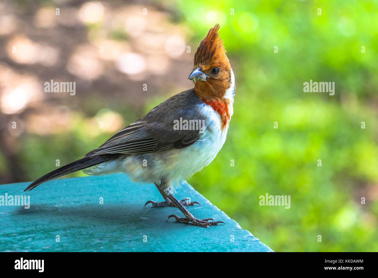 Tropical colourful red bird on Maui island on Hawaii Stock Photo - Alamy