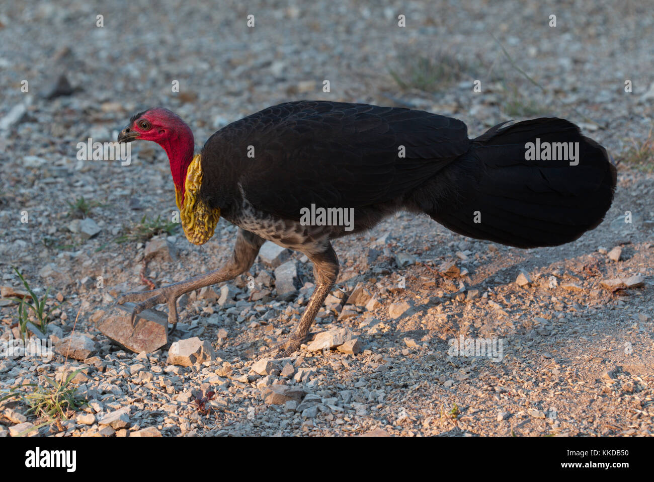 The Australian brushturkey or Australian brush-turkey (Alectura lathami ...