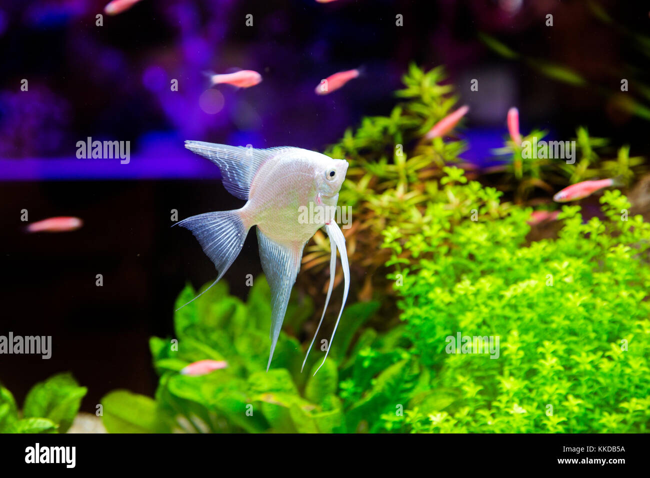 Fishes swimming in green aquarium hi-res stock photography and images ...
