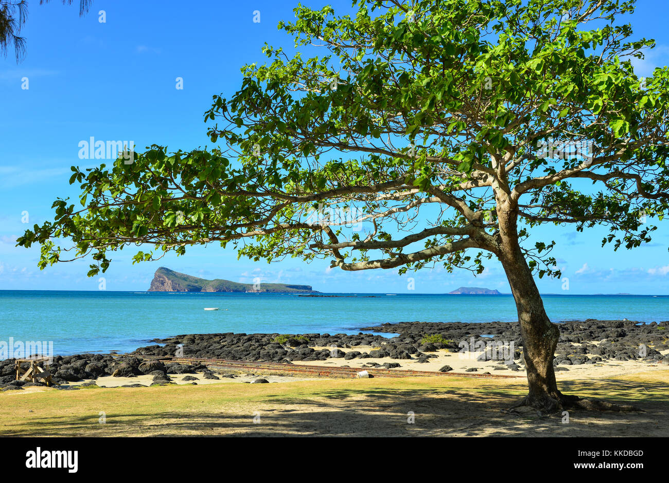 Lonely tree on the beach in Cap Malheureux, Mauritius Stock Photo - Alamy
