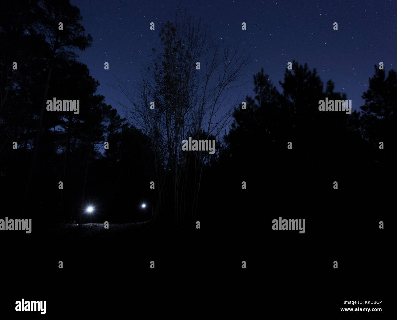 Two flashlights in a dark night forest on a star filled night Stock ...