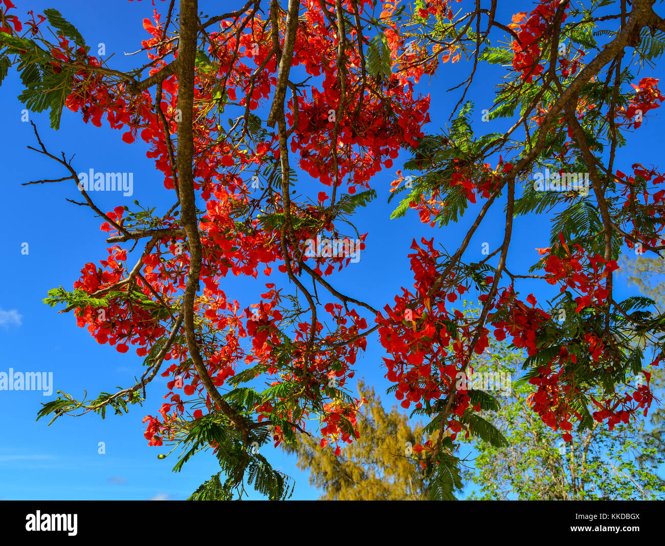 Mauritius flamboyant tree flame tree hi-res stock photography and ...