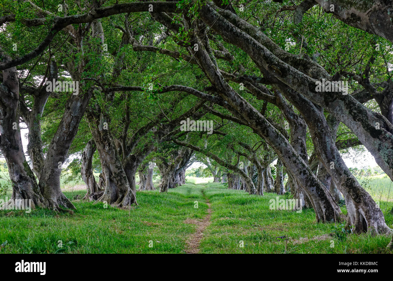Trees in forest with the path on Mauritius Island Stock Photo - Alamy