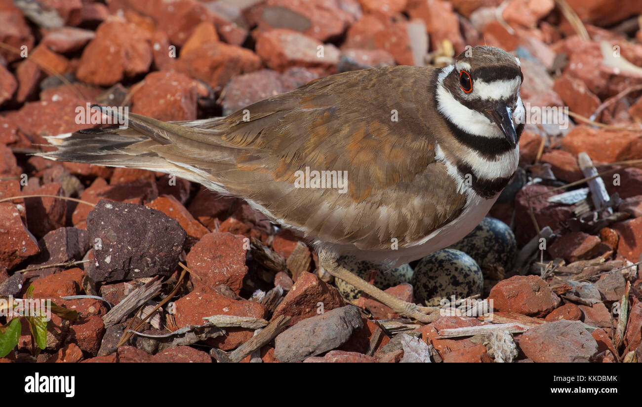 Killdeer staring at the camera as it guards four eggs and its nest ...