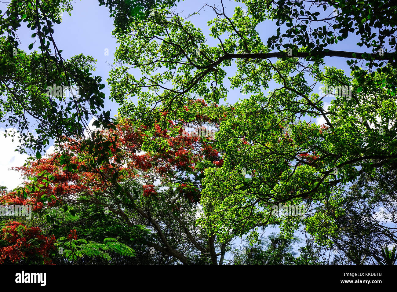 Trees in green forest at spring on Mauritius Island. Mauritius is home ...