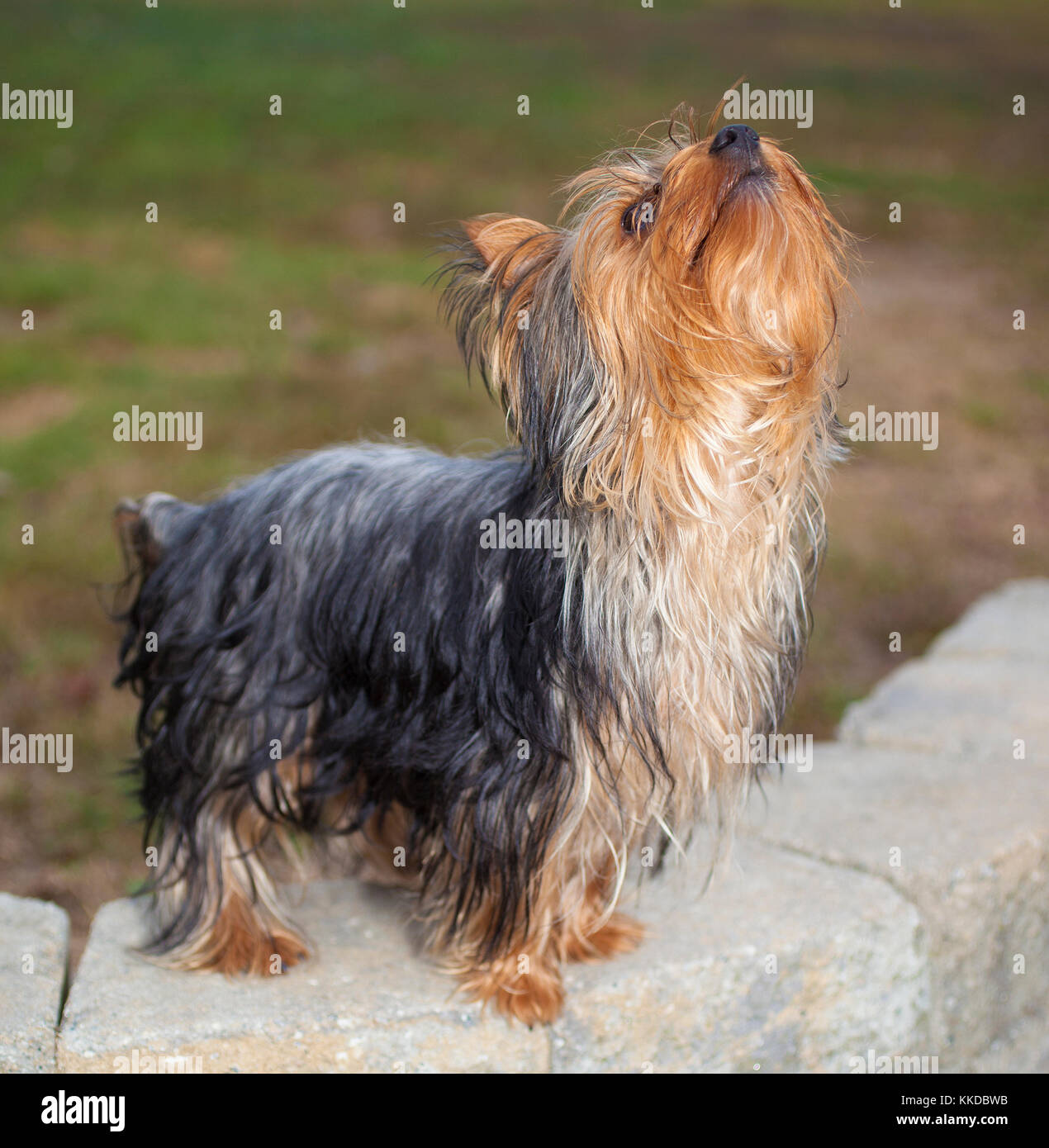 Purebred Yorkshire terrier with its nose in the air Stock Photo - Alamy