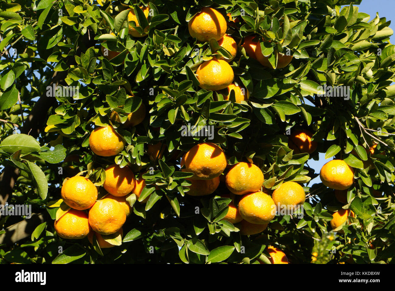 Imperial Mandarins on tree ready for harvest in a commercial orchard ...