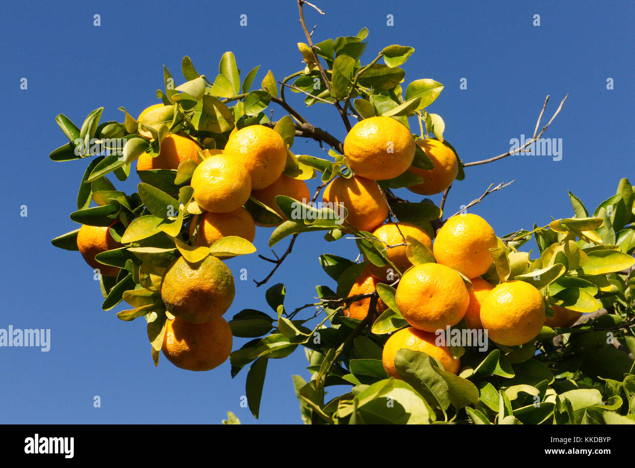 Ripe mandarins on a tree against a clear blue sky background on a sunny ...
