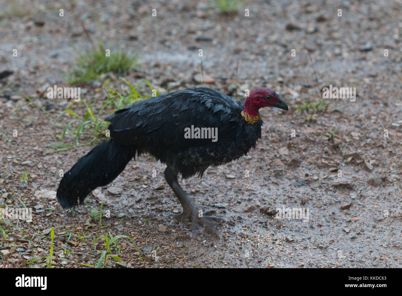 The Australian brushturkey or Australian brush-turkey (Alectura lathami ...