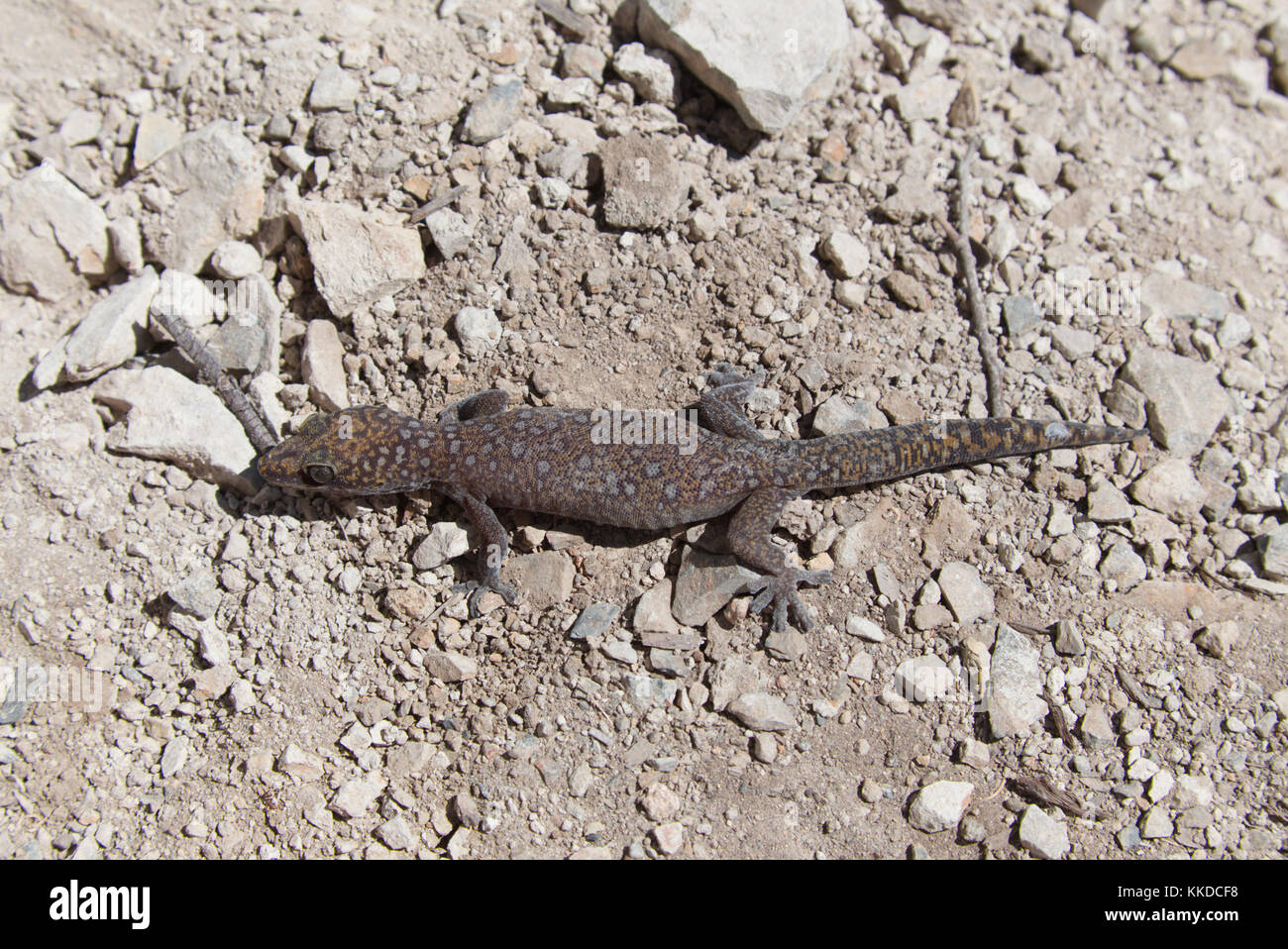 Southern spotted velvet gecko Stock Photo - Alamy