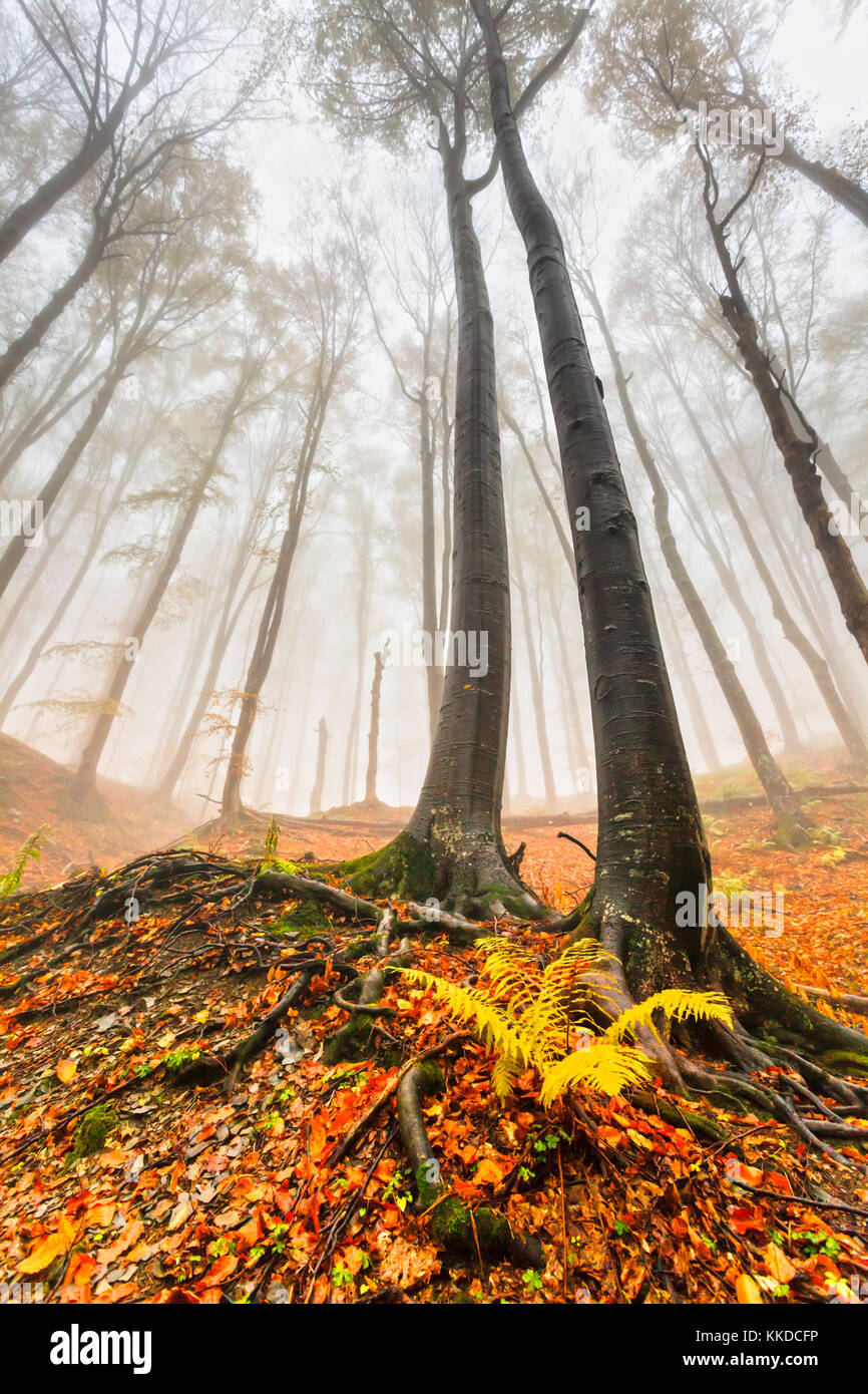Giant beech trees high in the mist Stock Photo - Alamy