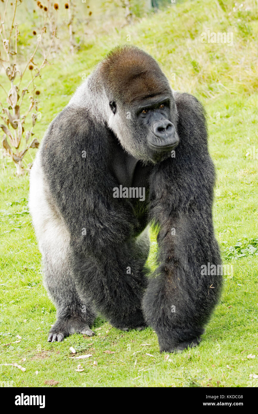 Alpha Silverback Gorilla