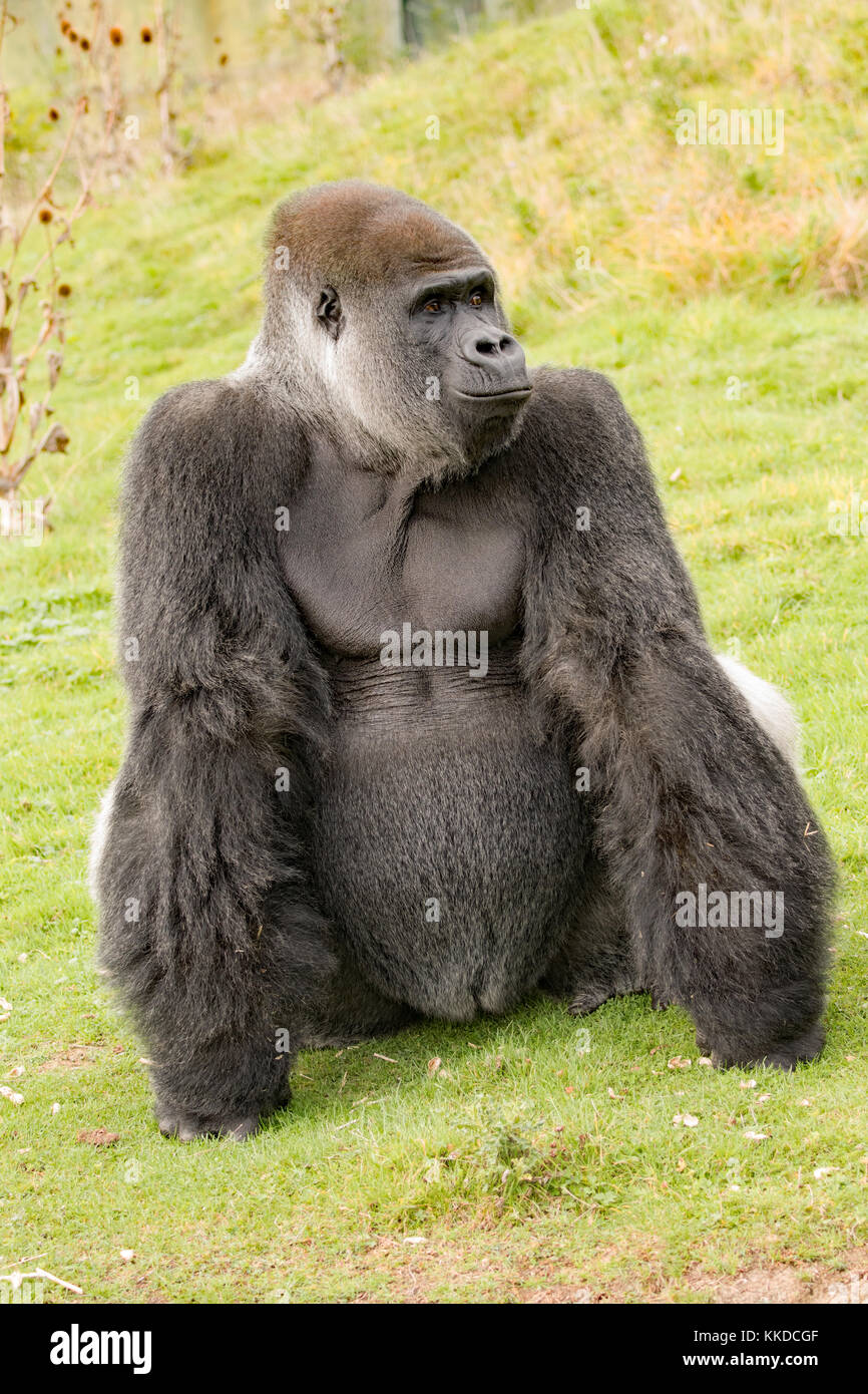 Adult alpha male silverback gorilla resident at port Lympne Reserve in ...
