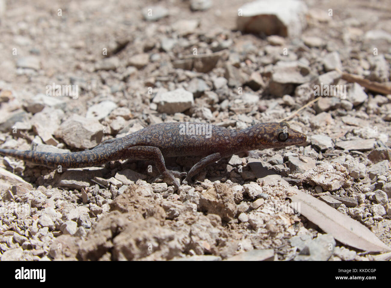 Spotted gecko hi-res stock photography and images - Alamy