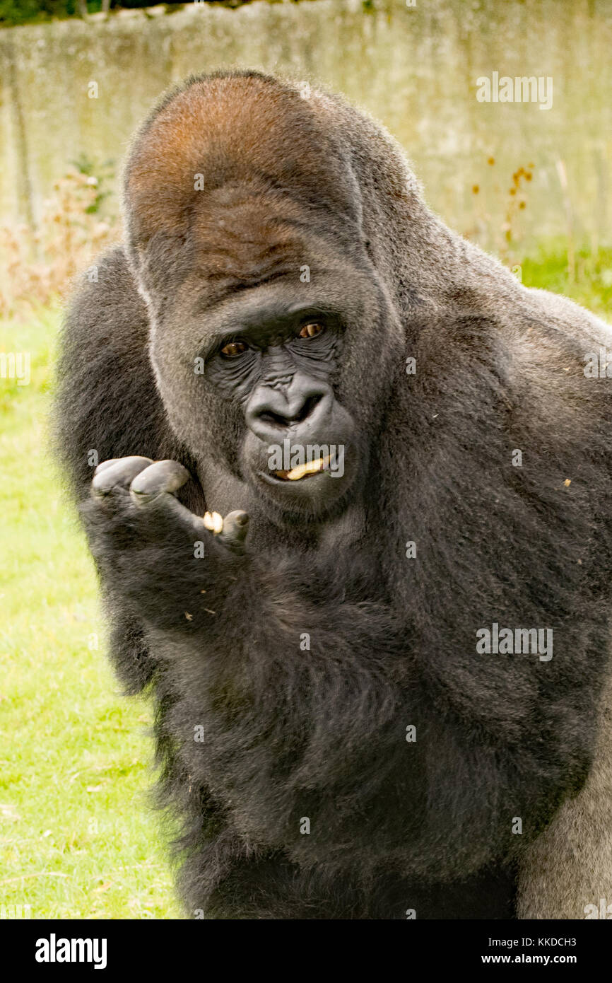 Adult alpha male silverback gorilla resident at port Lympne Reserve in ...