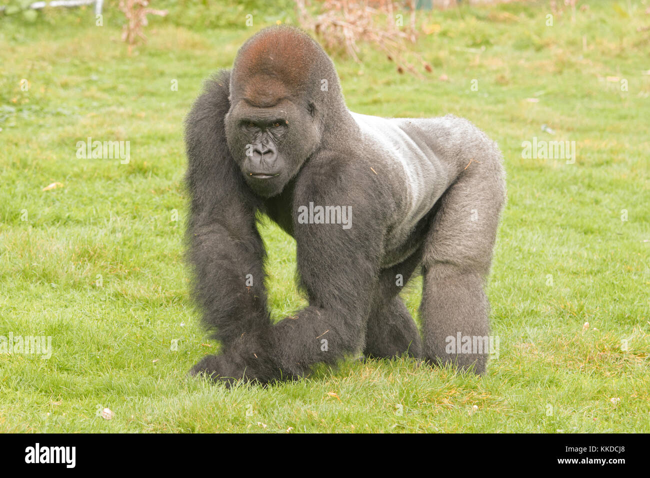 Adult alpha male silverback gorilla resident at port Lympne Reserve in ...