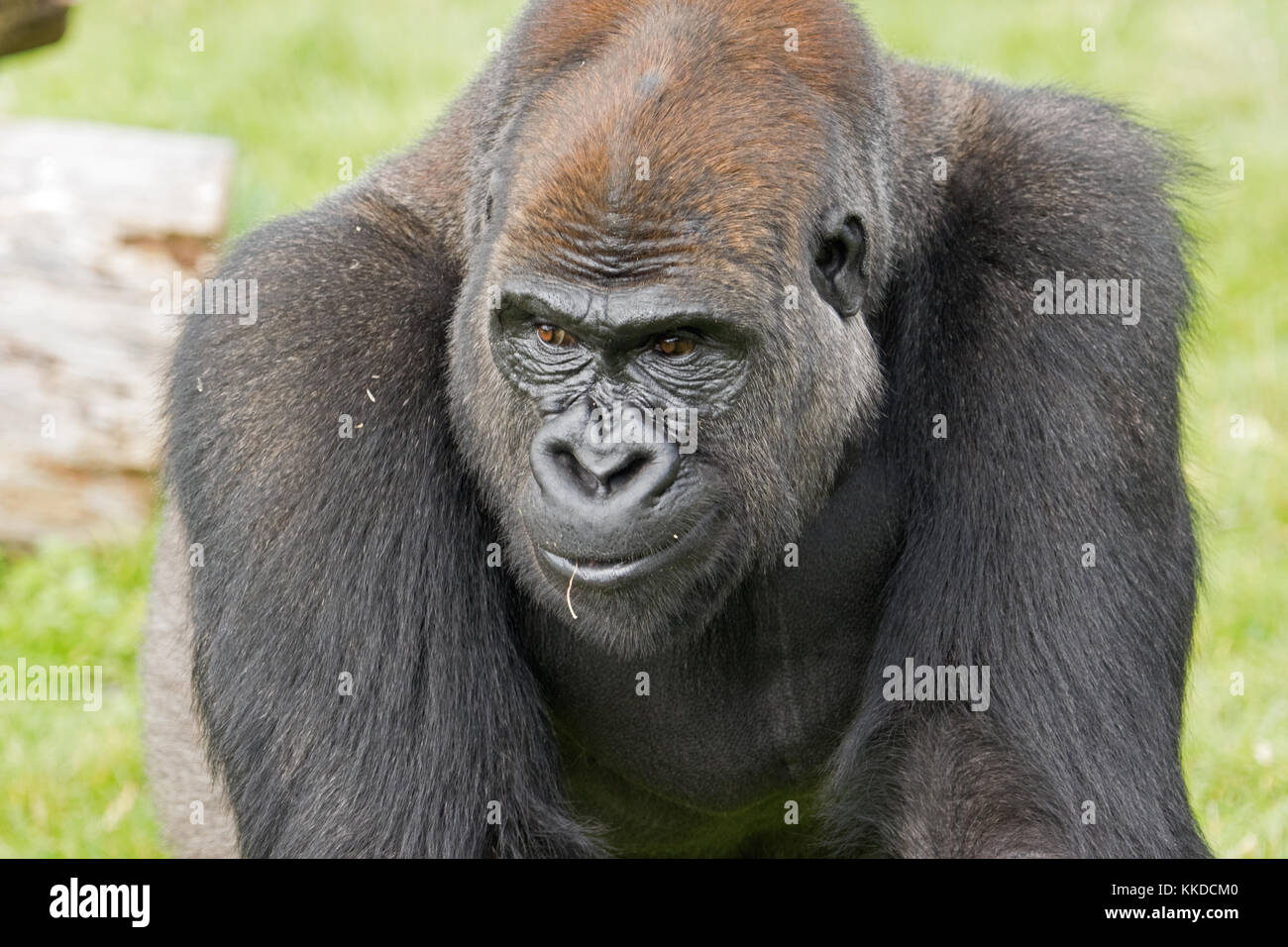 Aspinall silverback gorilla hi-res stock photography and images - Alamy