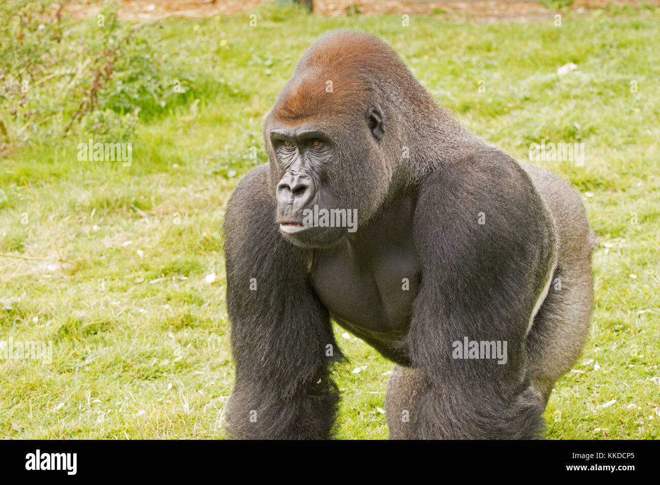 Alpha Silverback Gorilla