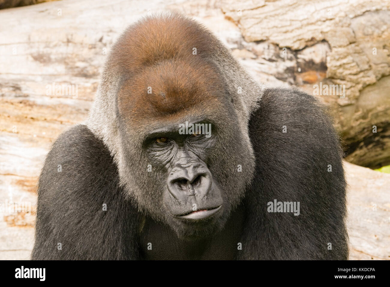 Adult alpha male silverback gorilla resident at port Lympne Reserve in ...