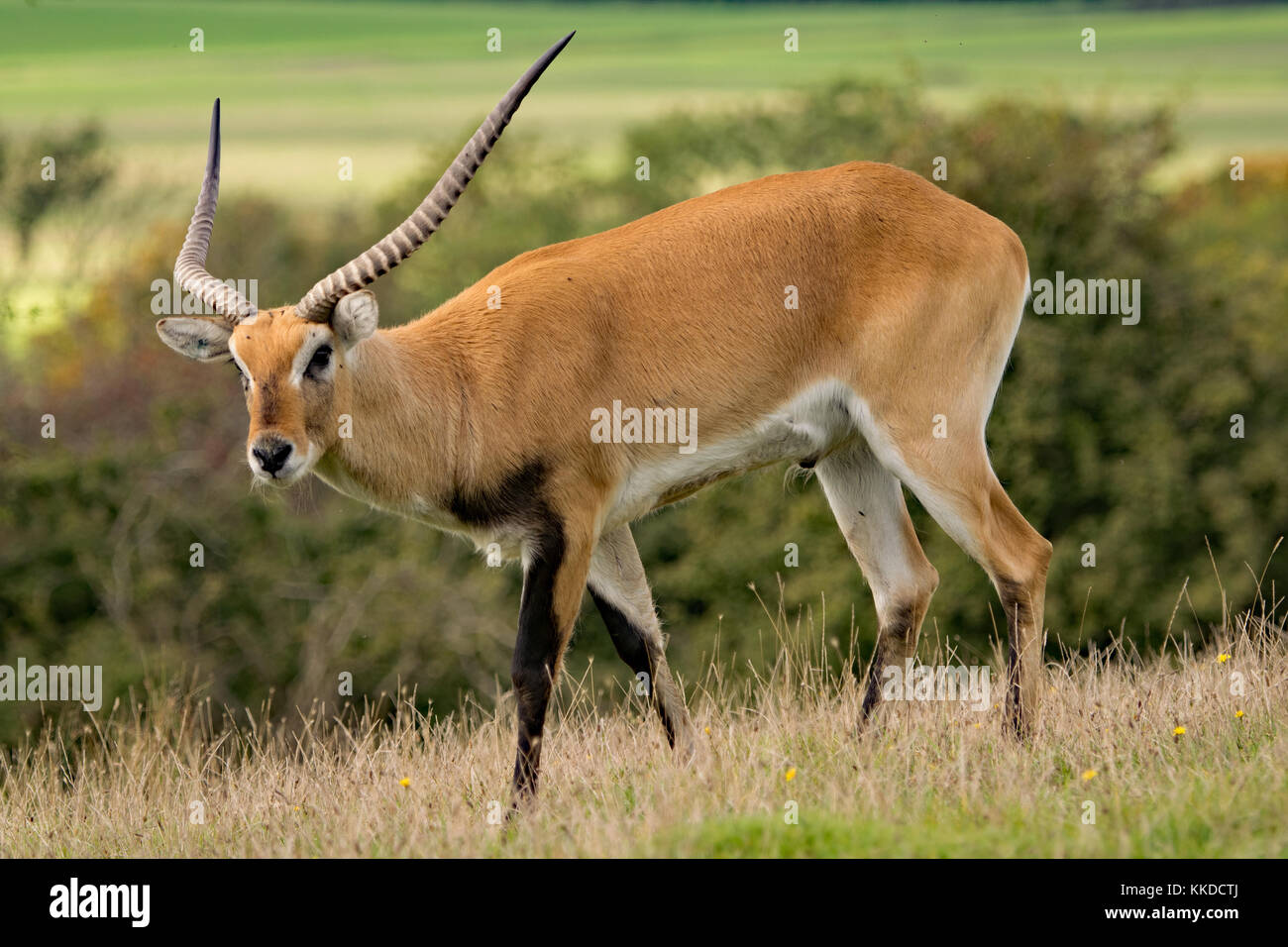 Red Lechwe. Port Lympne reserve in kent Stock Photo - Alamy