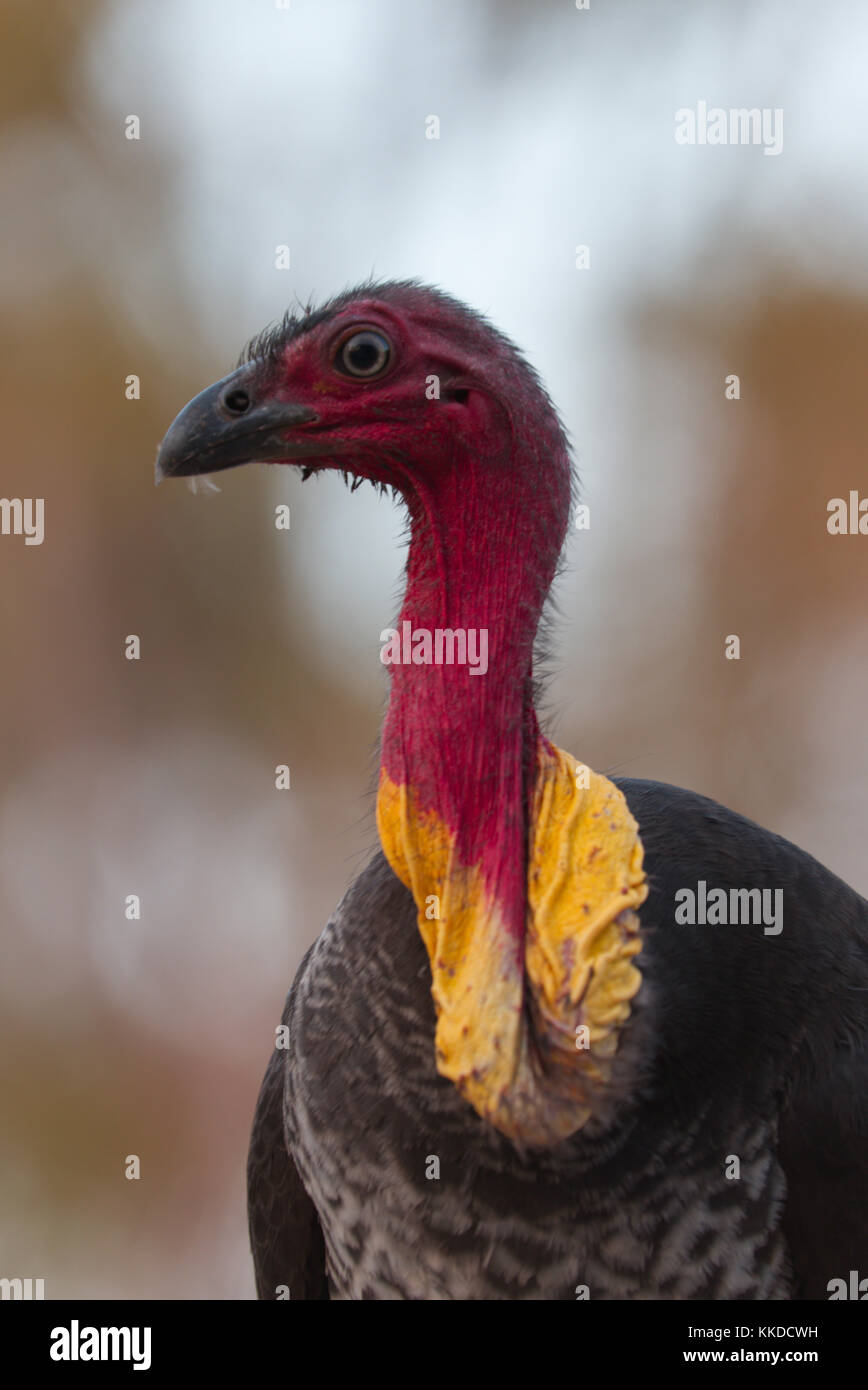Australian brush Turkey - male with wattle Stock Photo - Alamy