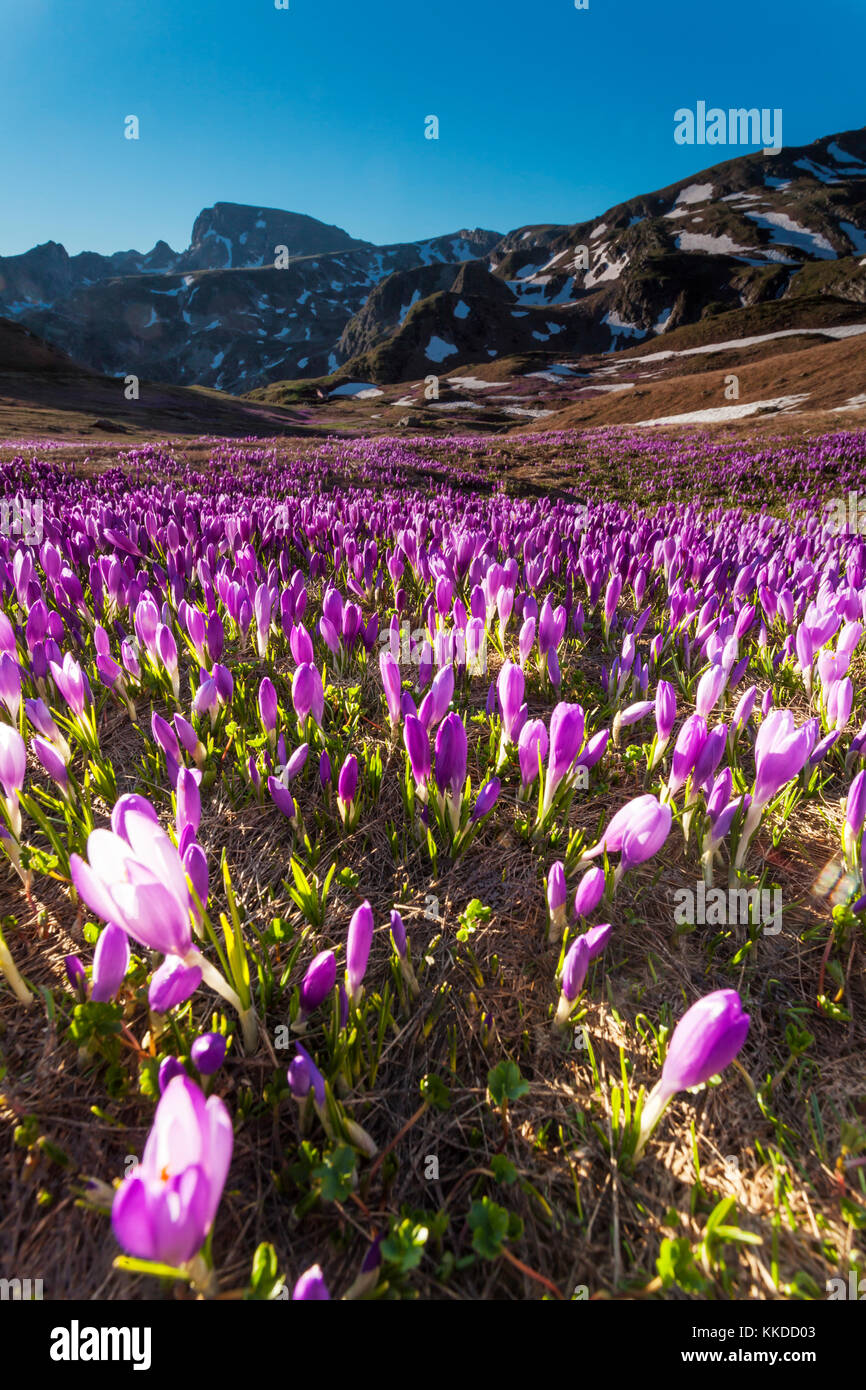 Mountain valley covered in crocuses Stock Photo - Alamy