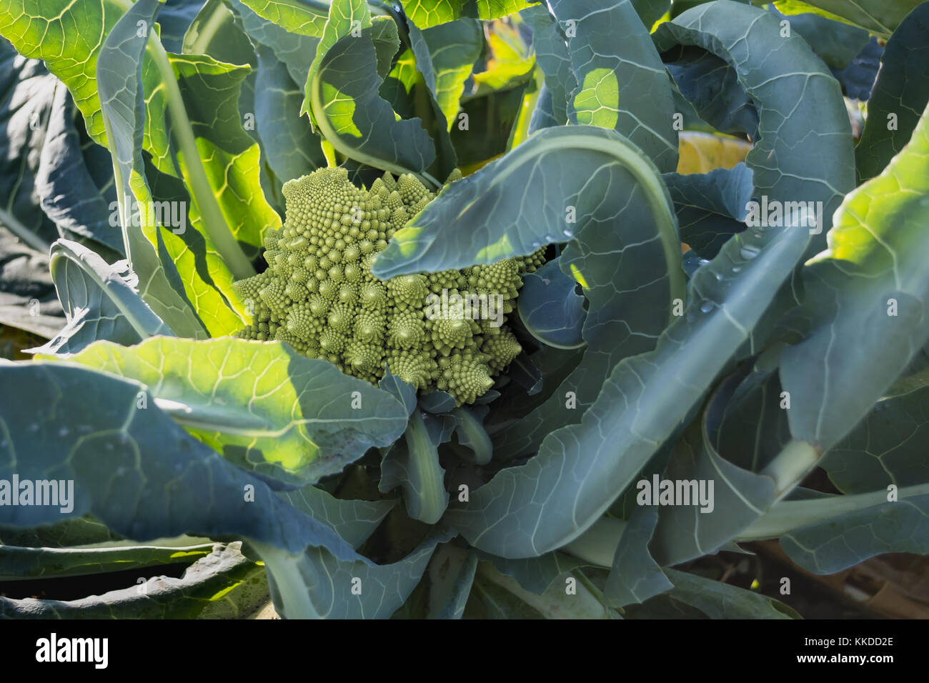 Roman cabbage vegetable in the field Stock Photo - Alamy