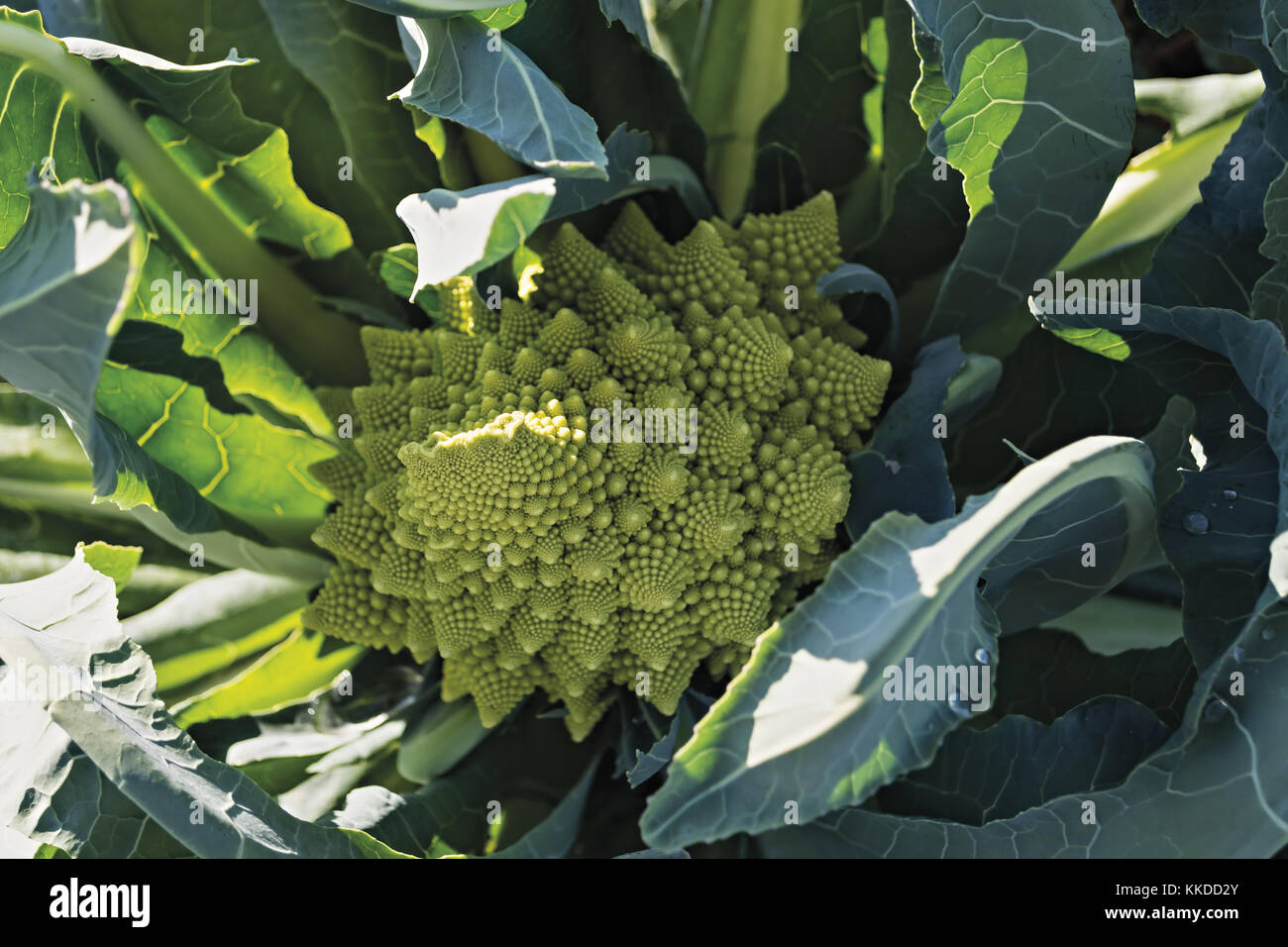 Roman cabbage vegetable in the field 2 Stock Photo - Alamy