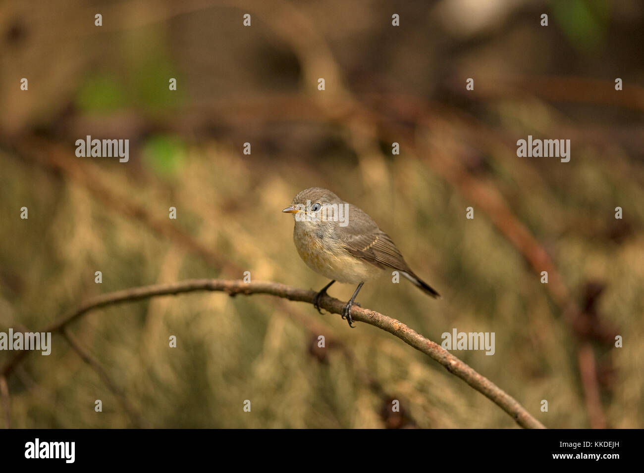 Kashmir Flycatcher (Ficedula subrubra Stock Photo - Alamy