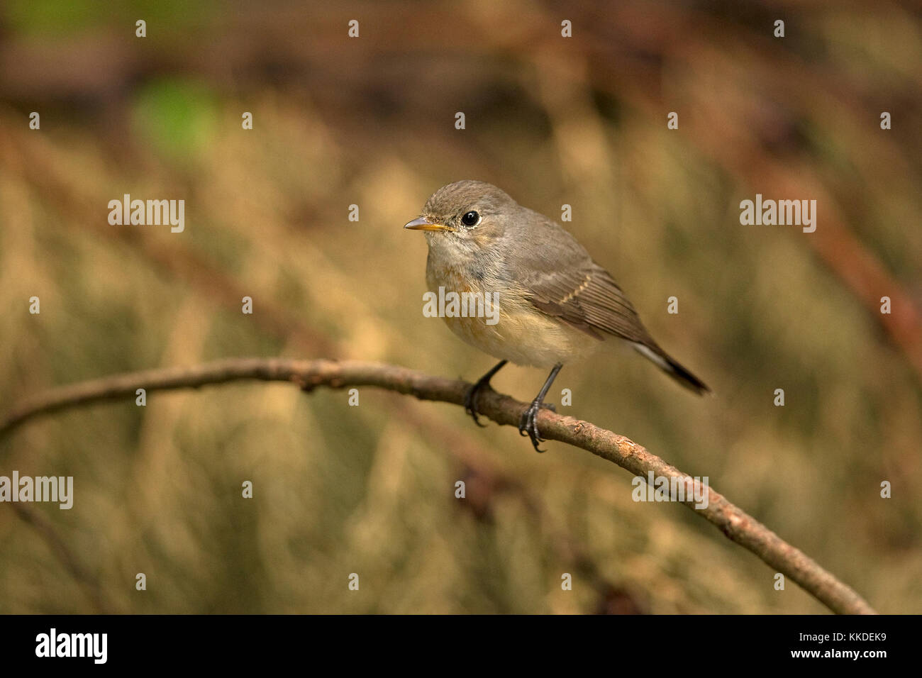 Kashmir Flycatcher (Ficedula subrubra Stock Photo - Alamy