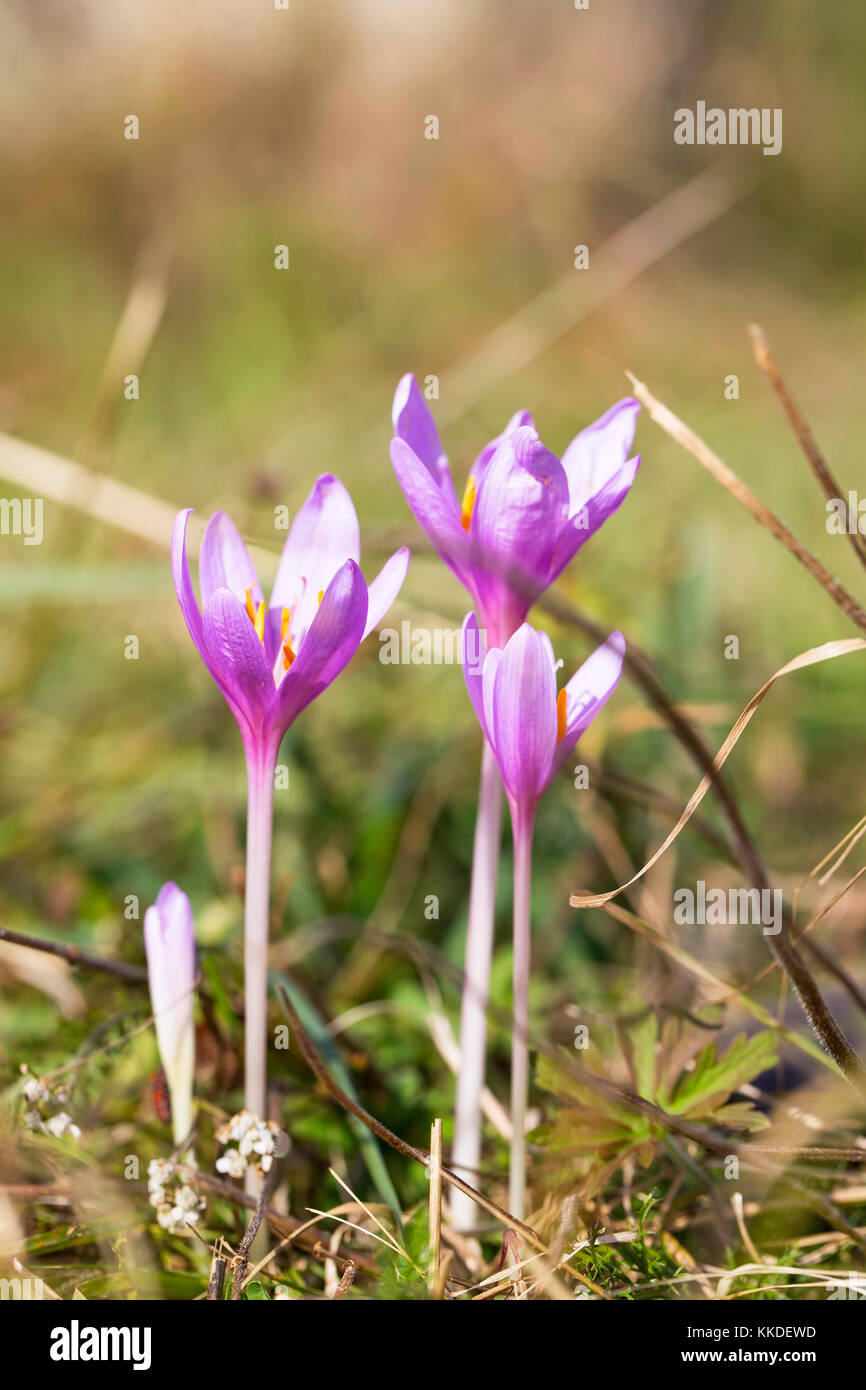 Blooming purple colchicum autumnale on natural background.Violet ...
