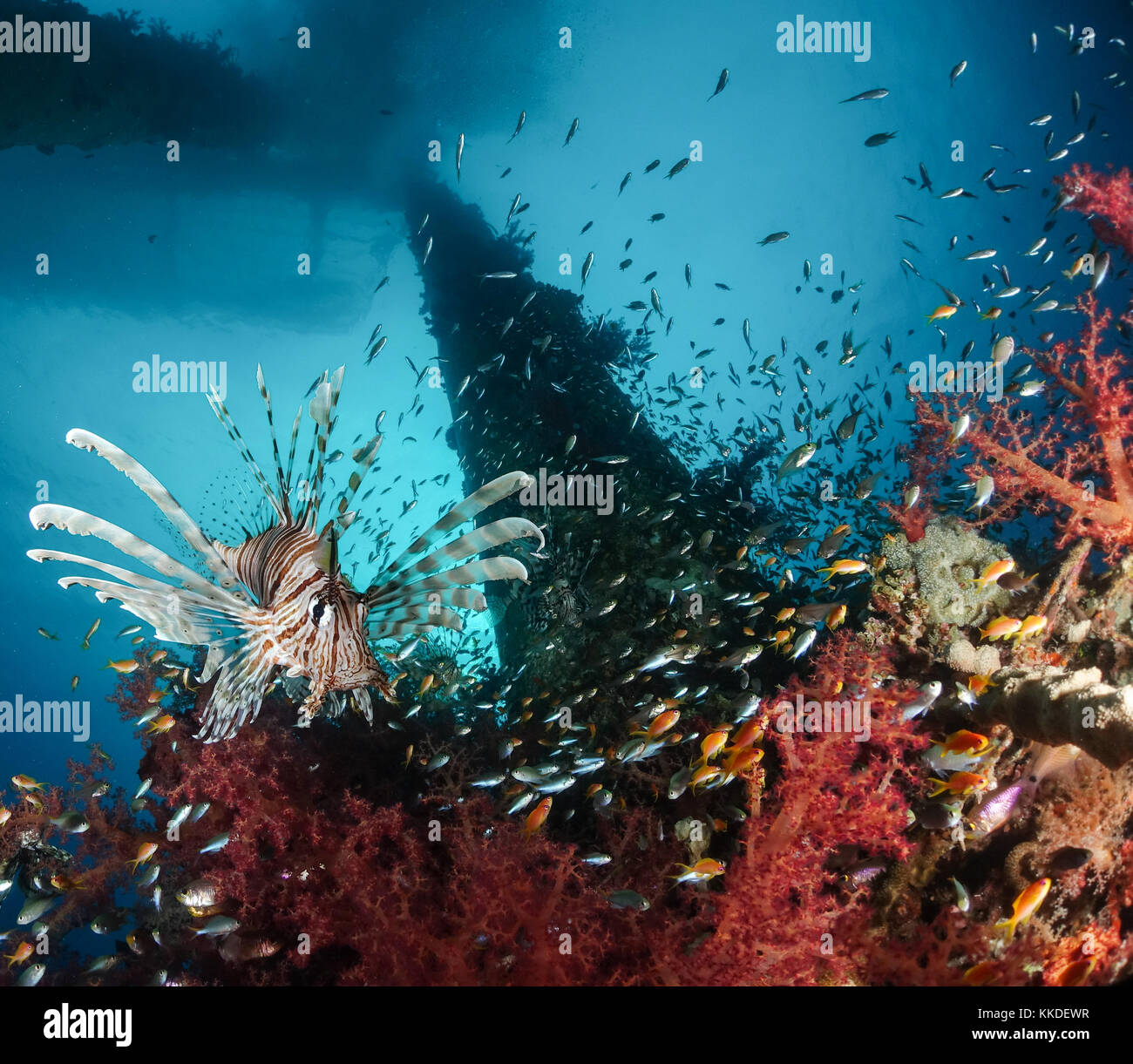 the beutifull red sea and his amazing underwater creatures Stock Photo ...