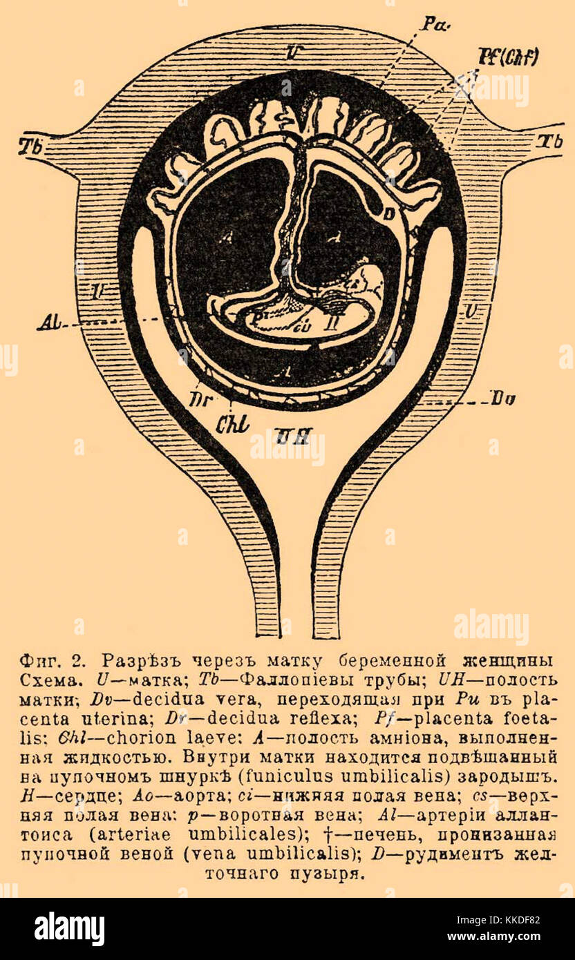 A reference from the Brockhaus and Efron Encyclopedic Dictionary ...