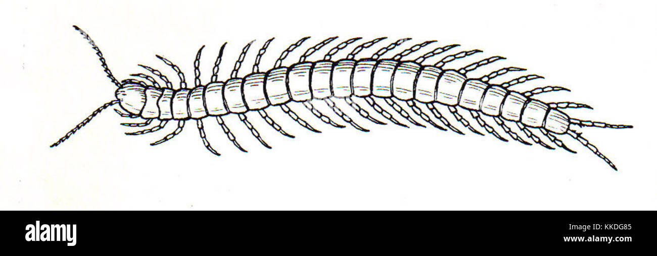 Illustration of centipede Cut Out Stock Images & Pictures - Alamy