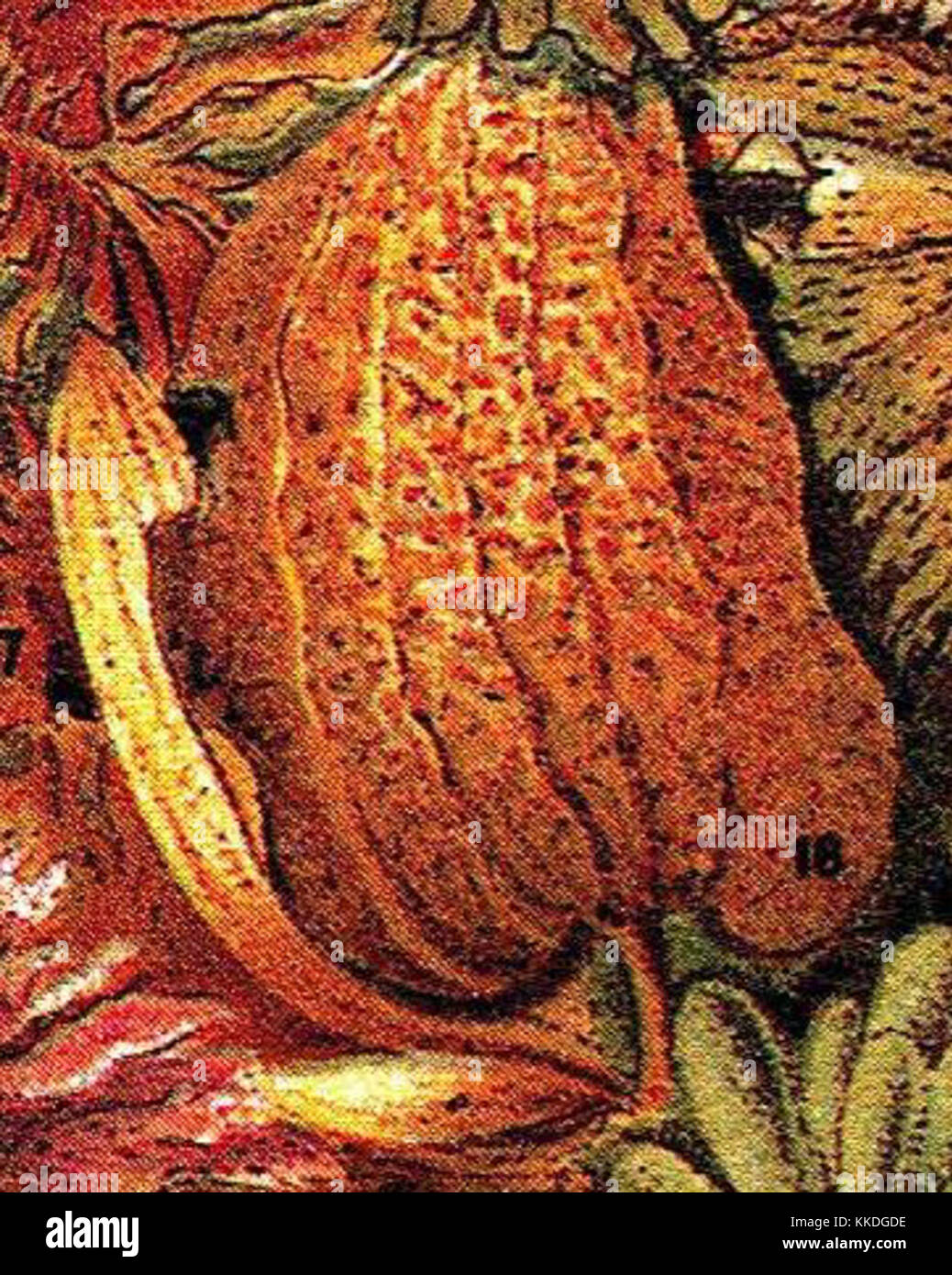 Costaria costata Brockhaus Stock Photo - Alamy