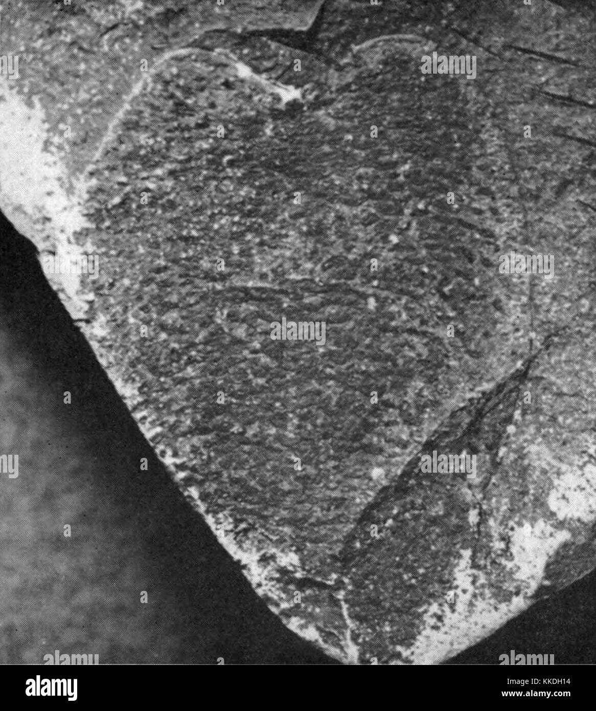 Eurypterids of the Devonian Holland Quarry Shale of Ohio figure 41 ...