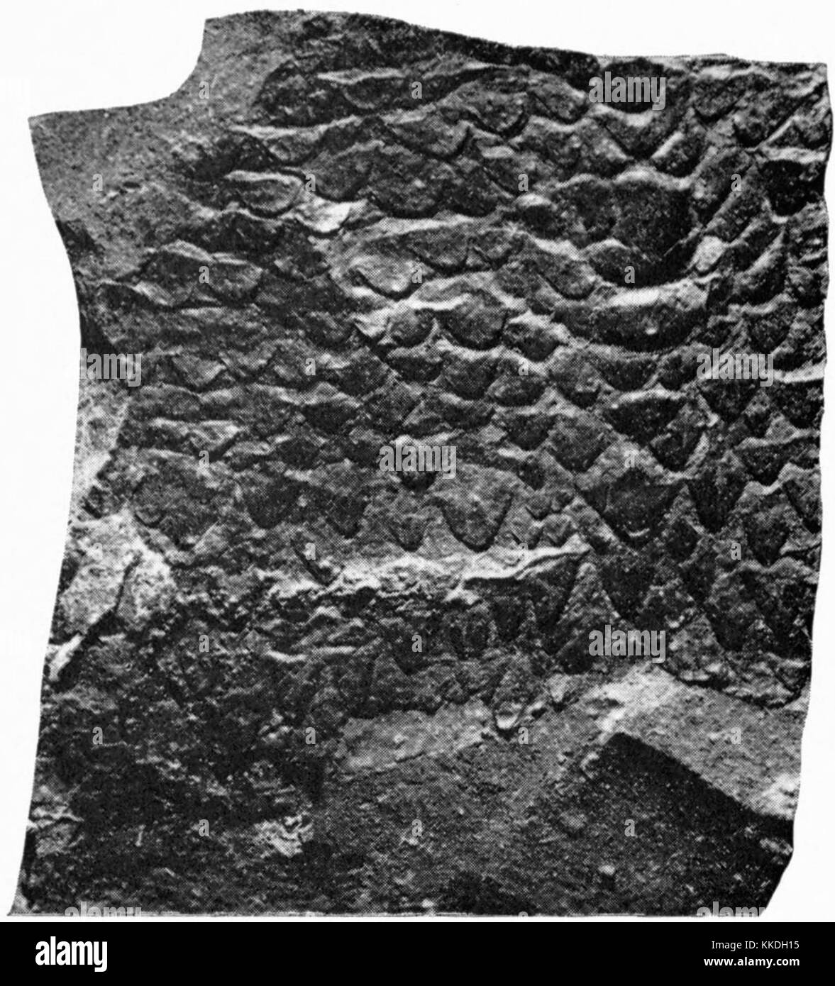 Eurypterids of the Devonian Holland Quarry Shale of Ohio figure 42 ...