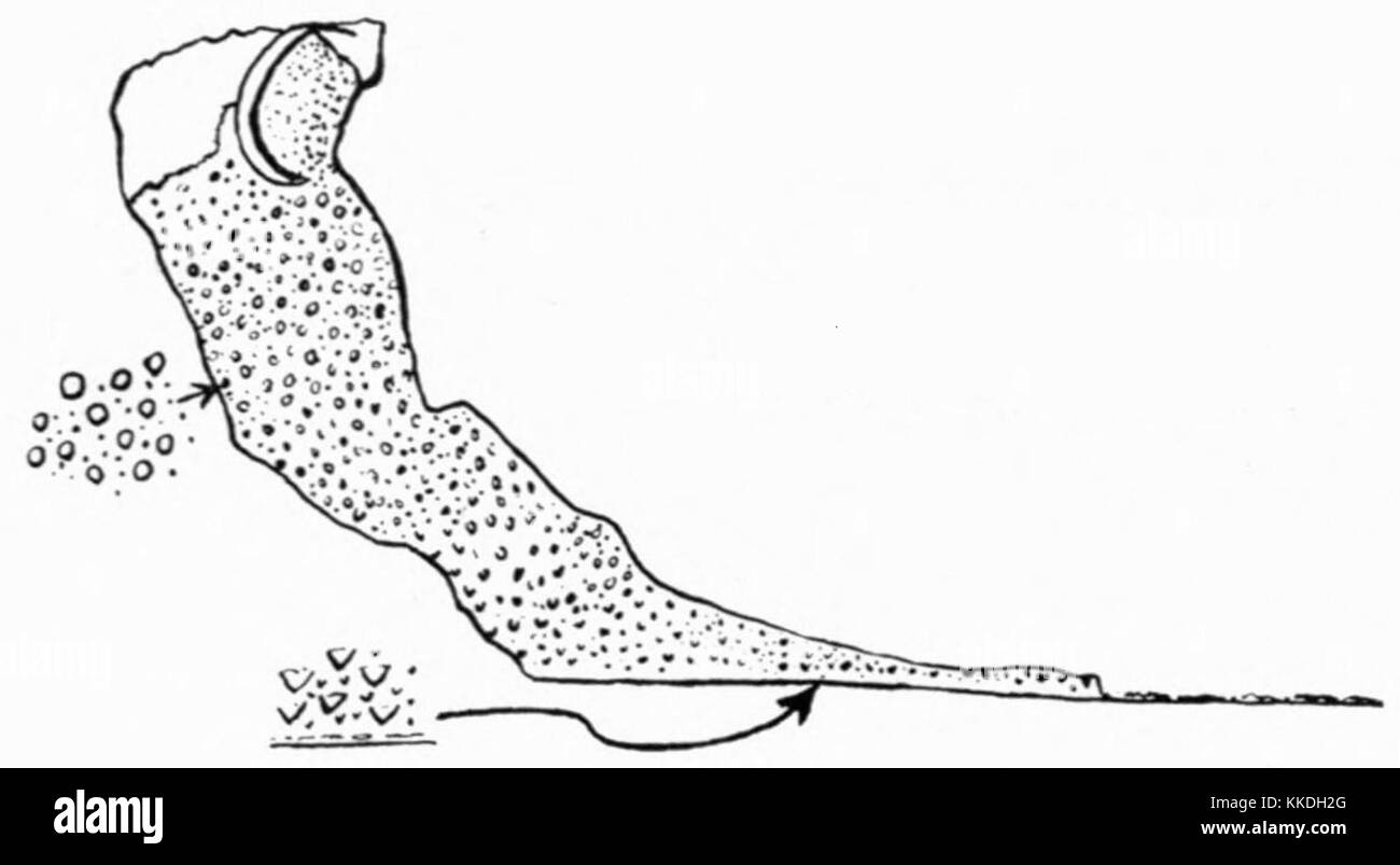 Eurypterids of the Devonian Holland Quarry Shale of Ohio figure 48 ...