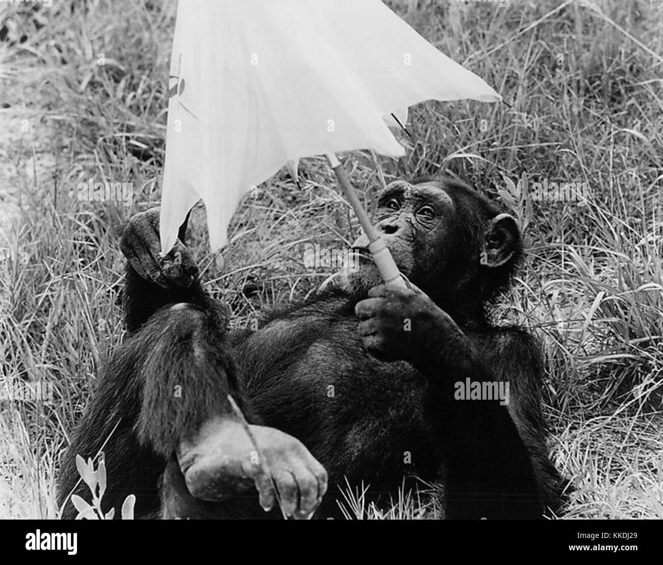 Nostalgic chimp hi-res stock photography and images - Alamy