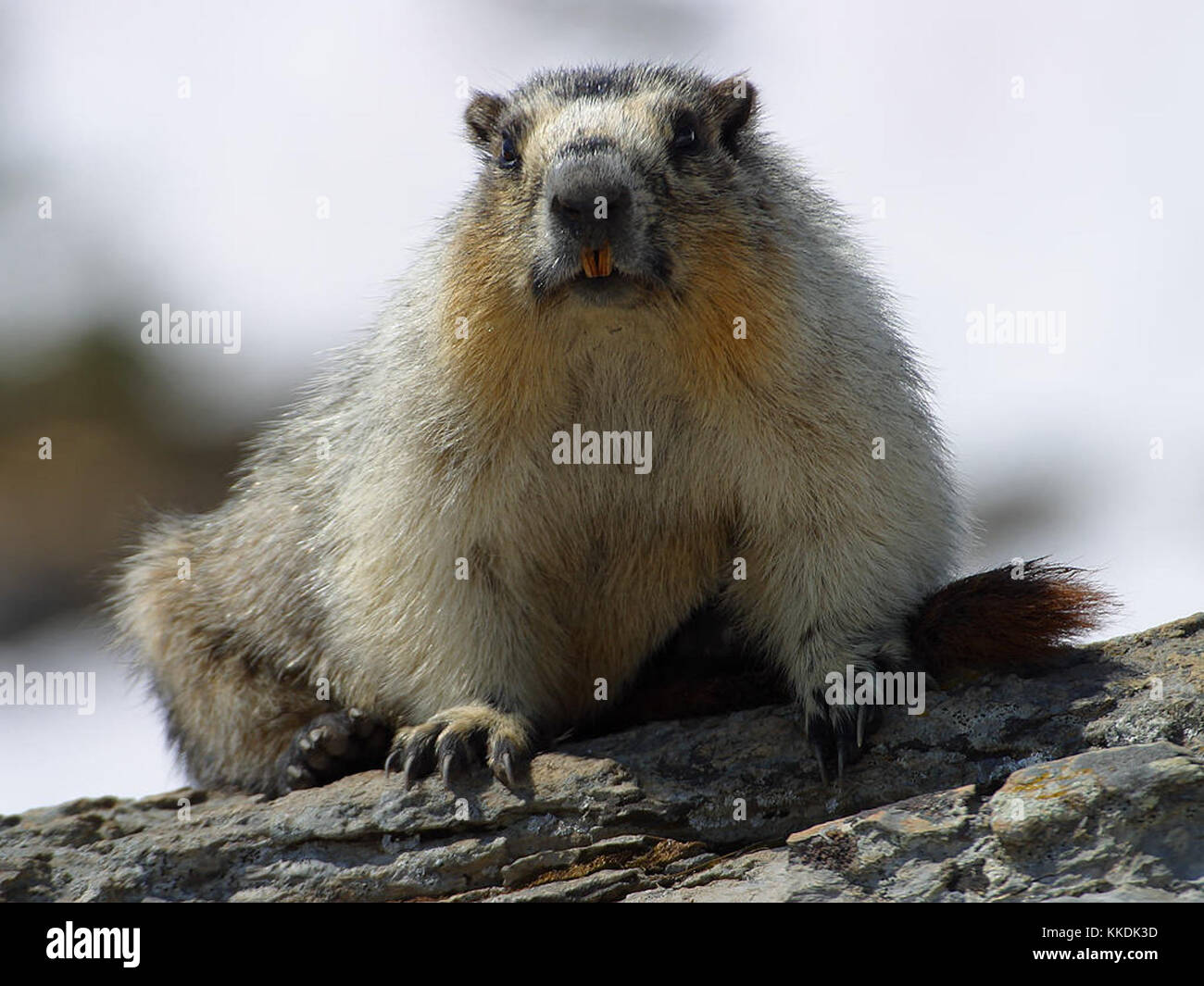 Marmota flaviventris, commonly known as the yellow-bellied marmot, is a ...