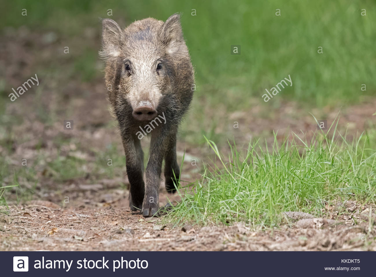 Mallards Pike In Forest Dean Stock Photos & Mallards Pike In Forest ...